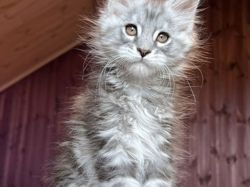 Котята мейн-кун
