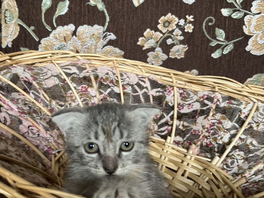 Котята девочки в добрые руки