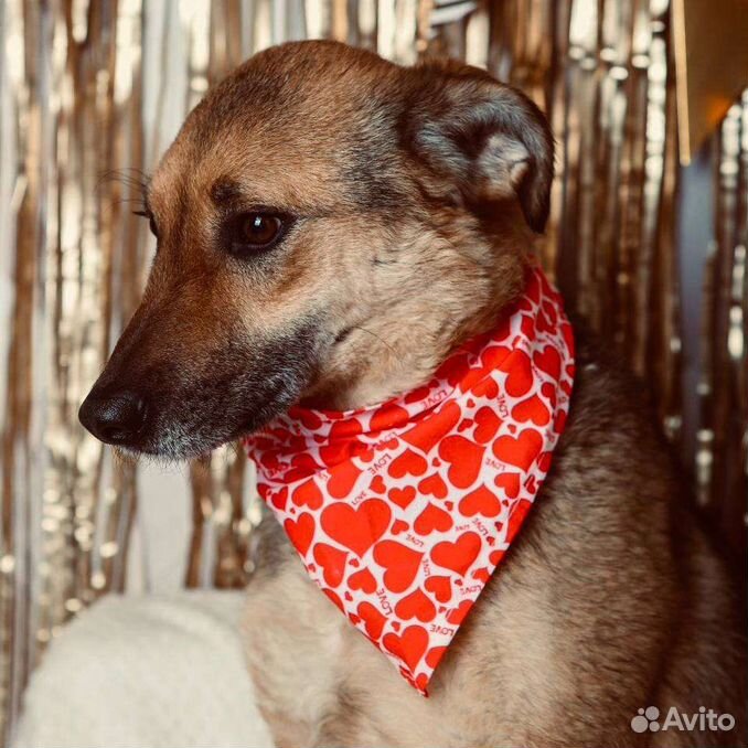 Отдам собаку. Лакки ищет своего Человека