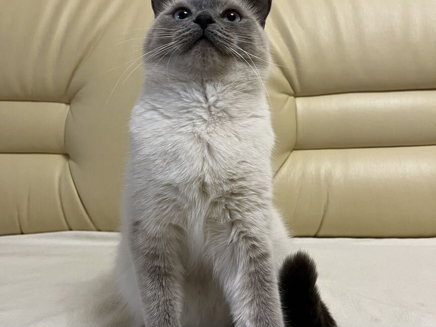 Тайская кошка ищет кота