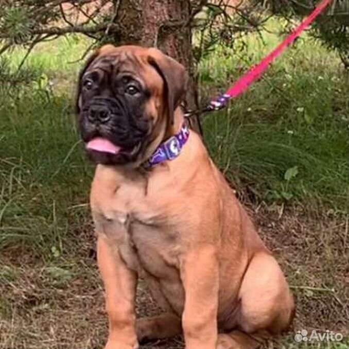 Рыжий мальчик Бульмастиф