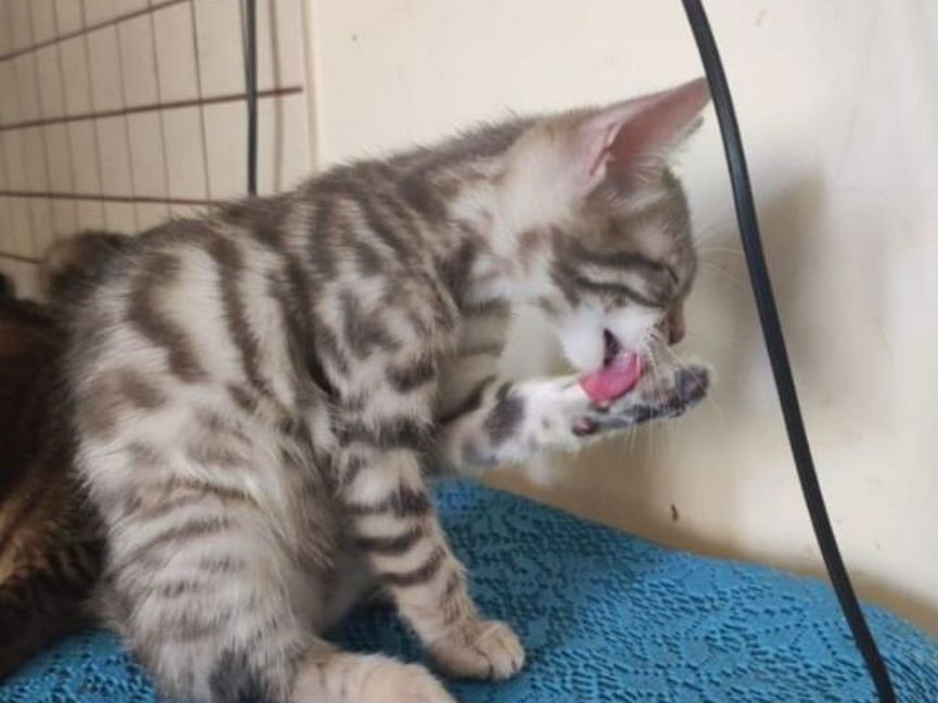 Бенгальская кошка