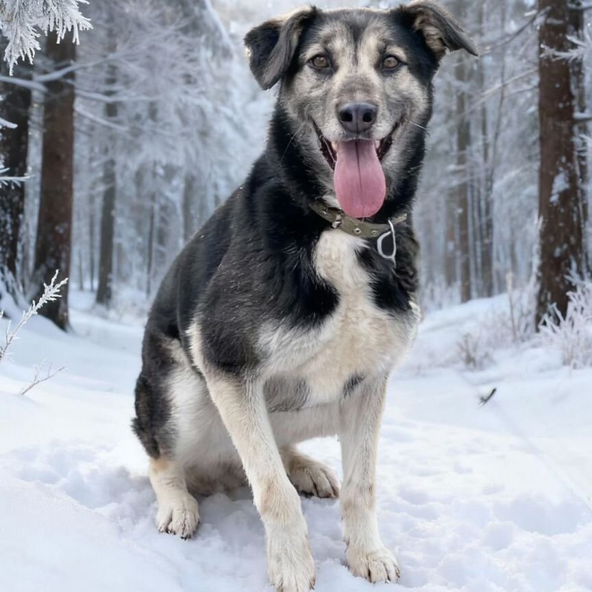 Взрослая собака в добрые руки
