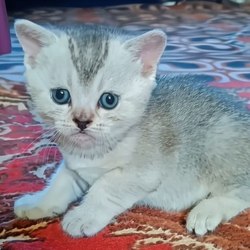 Шотландский вислоухий короткошёрстный котёнок