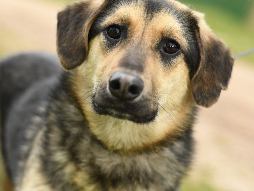 Собака в добрые руки