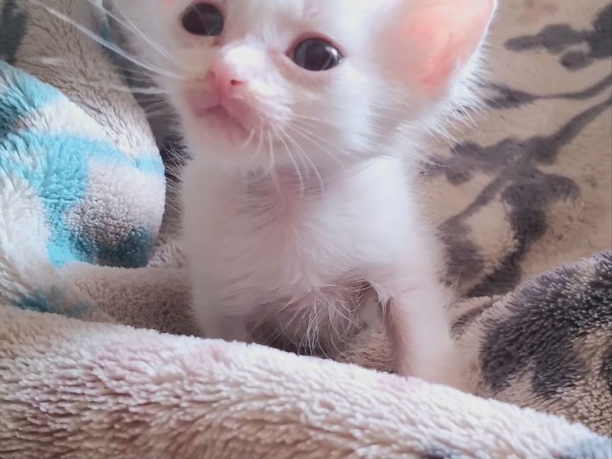 Котенок. Турецкий ангор, мальчик 2 месяца