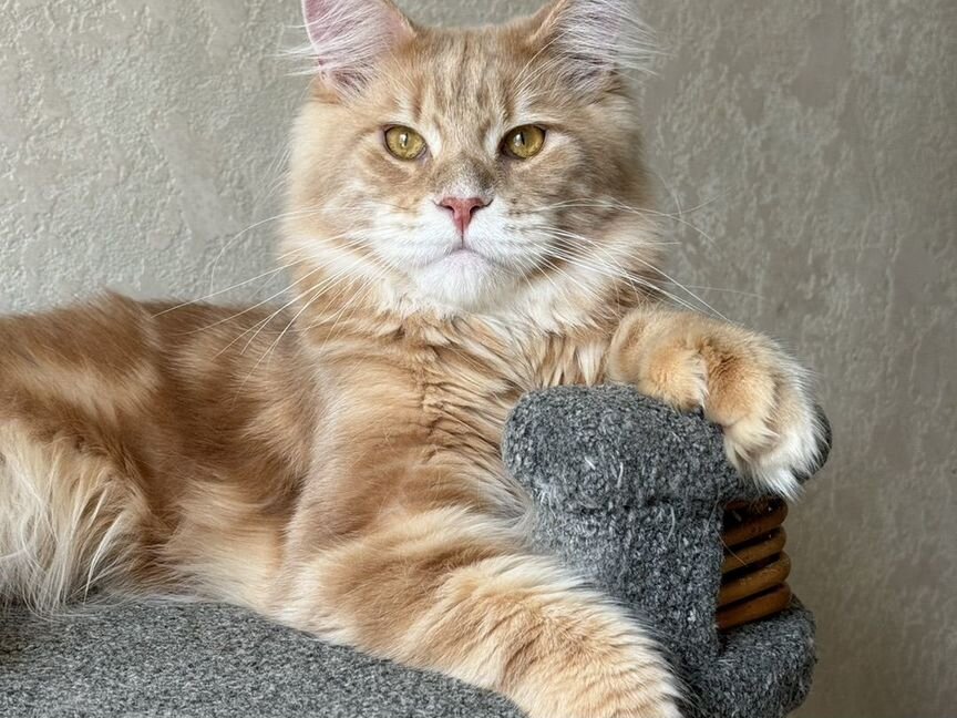 Мейн-кун полидакт рыжий