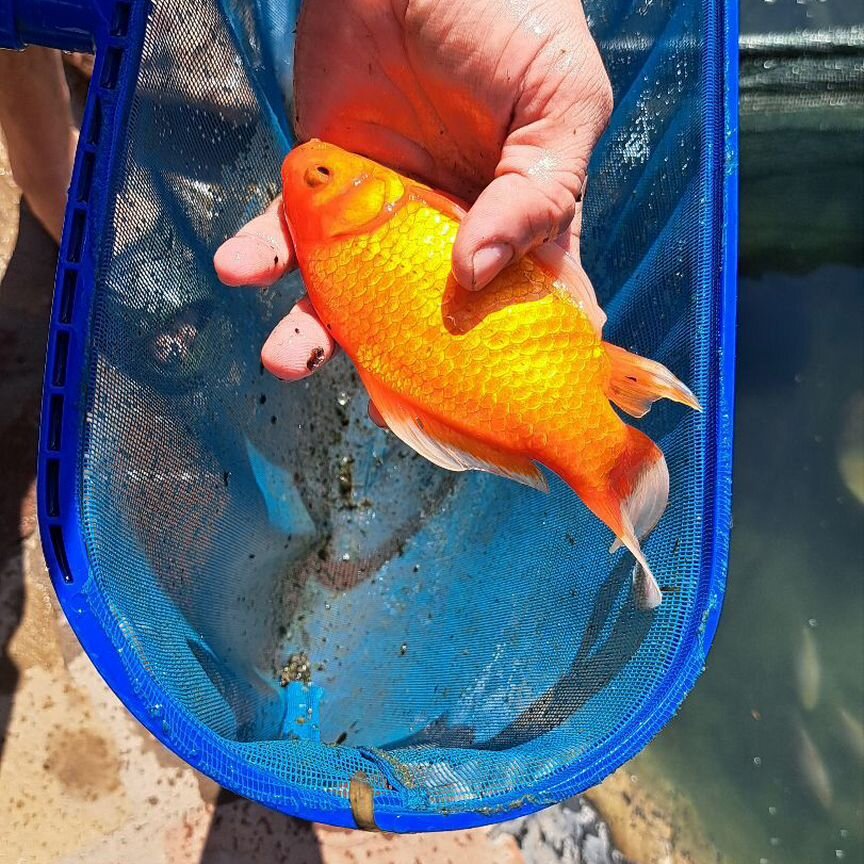 Рыба в аквариум