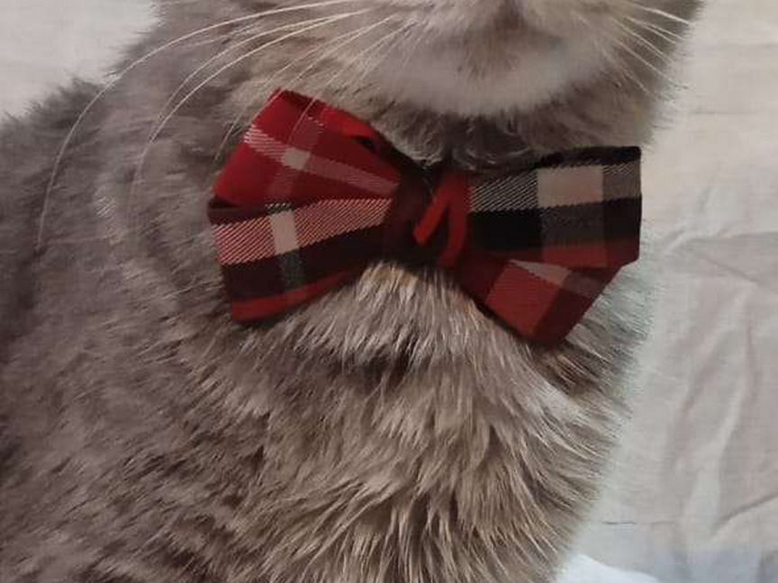 Кошки