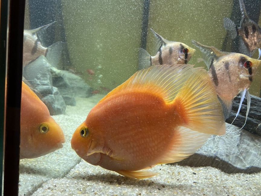 Аквариумная рыба попугай