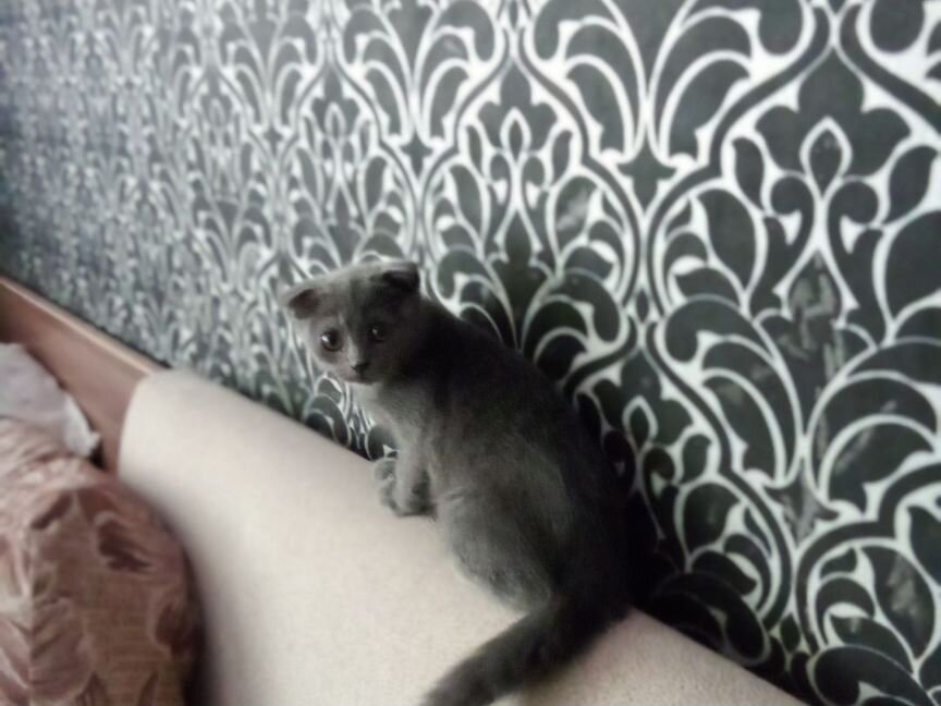 Вислоухий британец, котёнок. Кошка