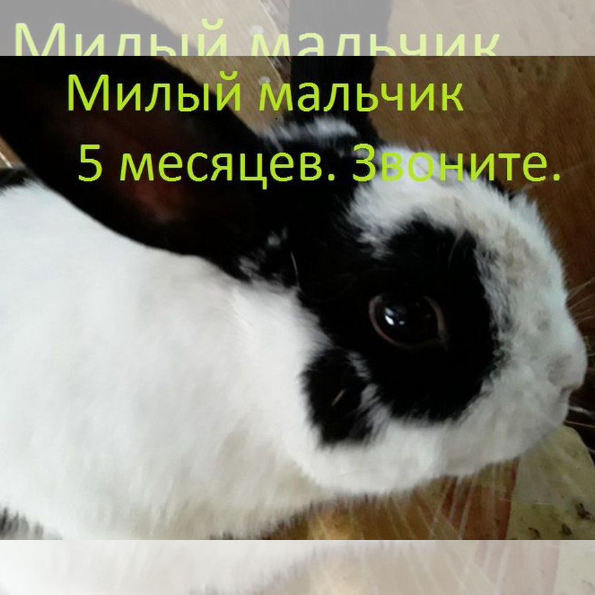 Красивый мальчик кролик 5 месяцев