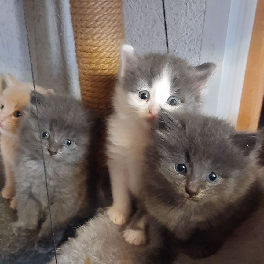 Котята в добрые руки