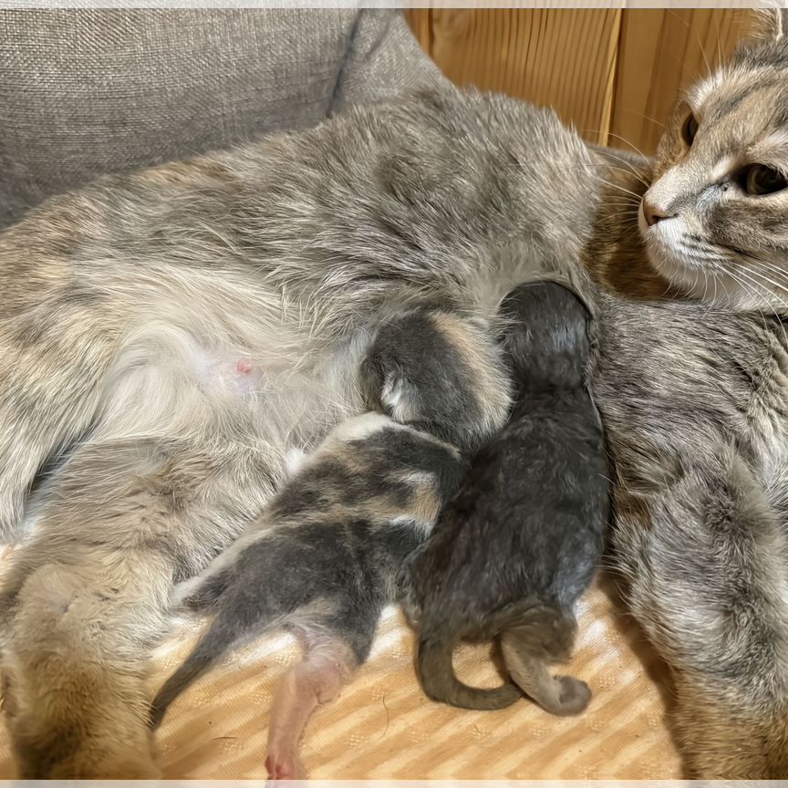 Русский голубой котёнок