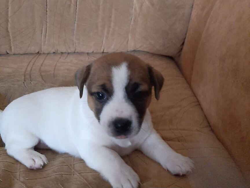 Продаются щенки Джек расел