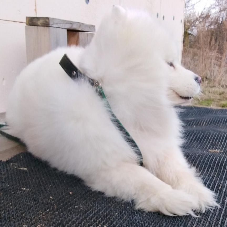 Самоедская собака, щенок