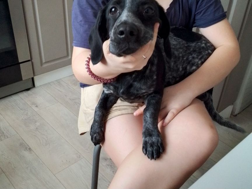 Русский спаниель