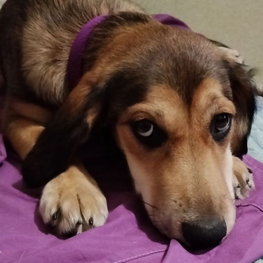 Щенок в добрые руки