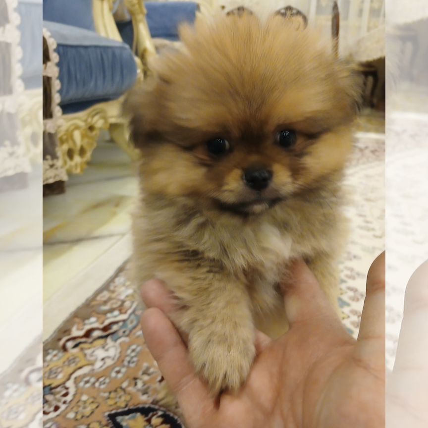 Померанский шпиц, щенок