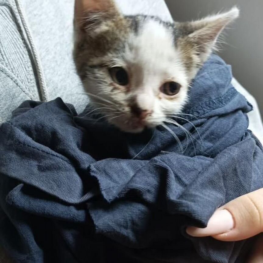 Котята с производства