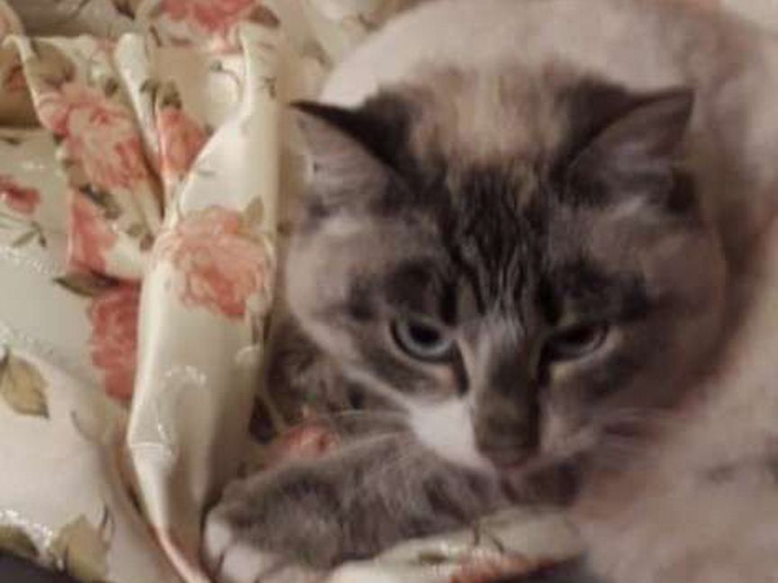 Мега - ласковая кошечка ищет дом