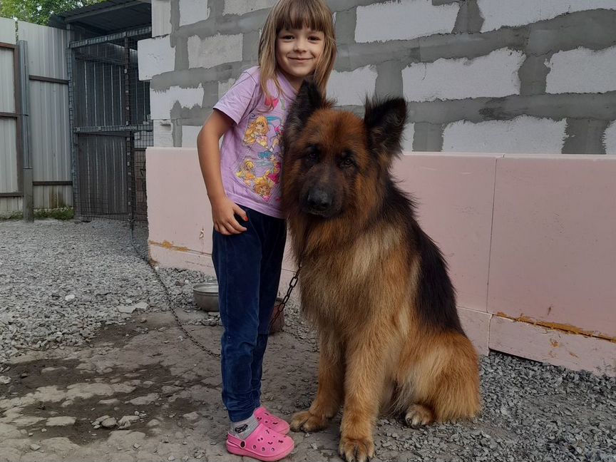 Немецкая овчарка кобель