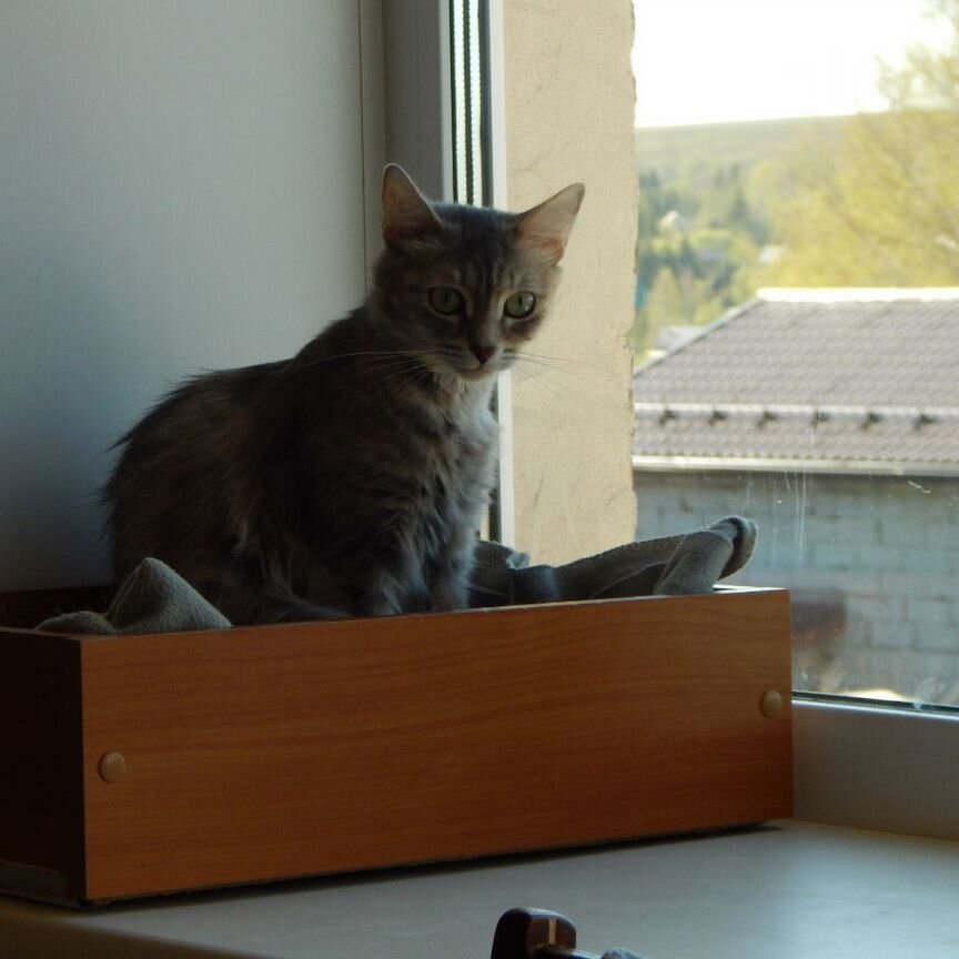 Отдам в добрые руки