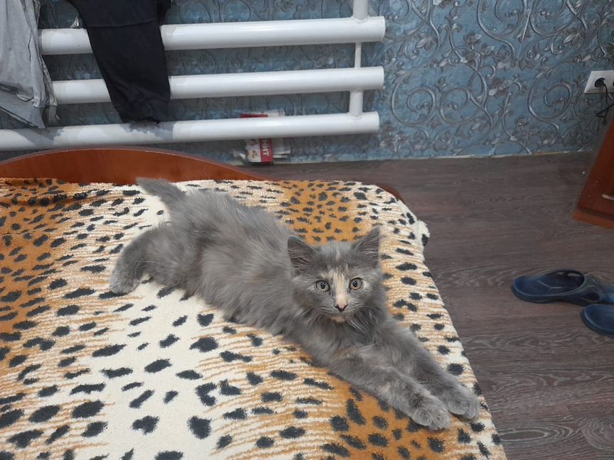 Отдам в добрые руки