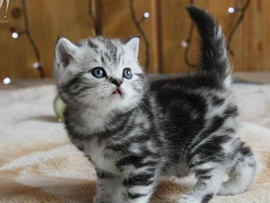 Шотландские котята