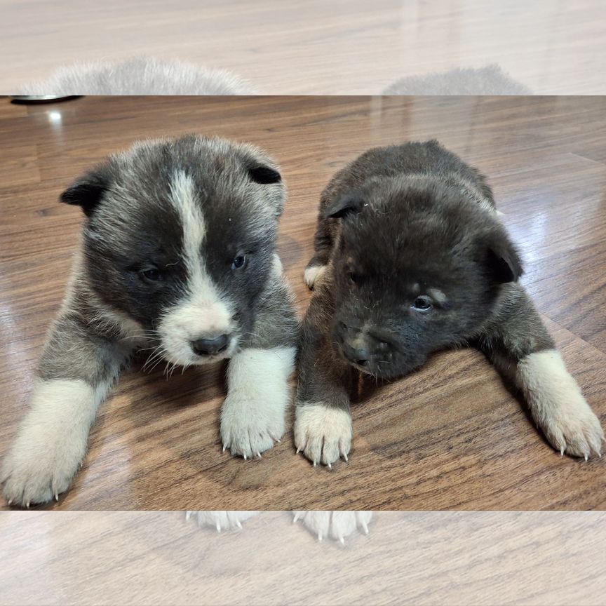 Американская акита, щенок