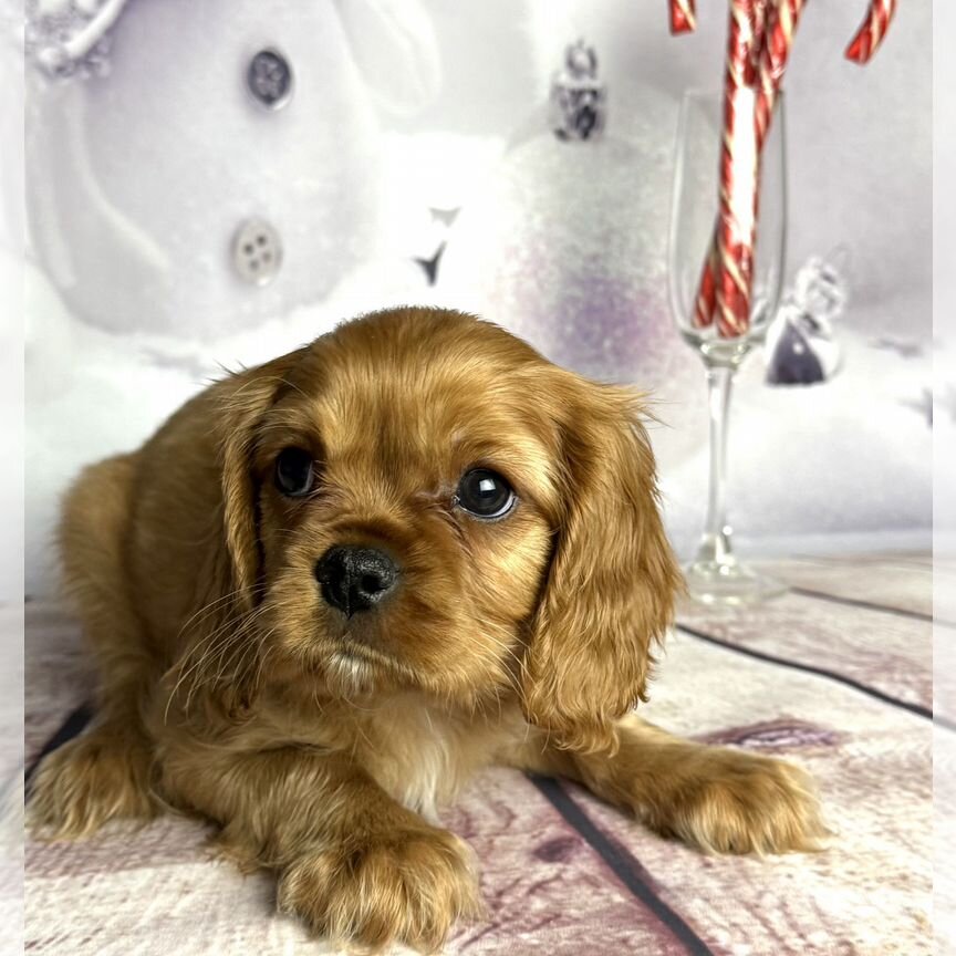 Кавалер кинг-чарльз-спаниель, щенок