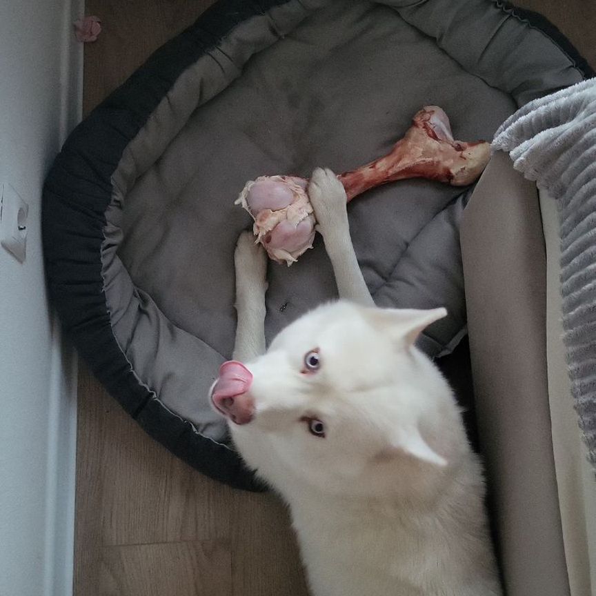 Отдам хаски