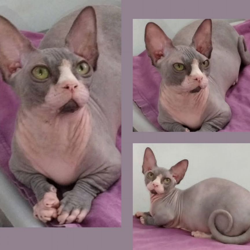 Канадский сфинкс котёнок