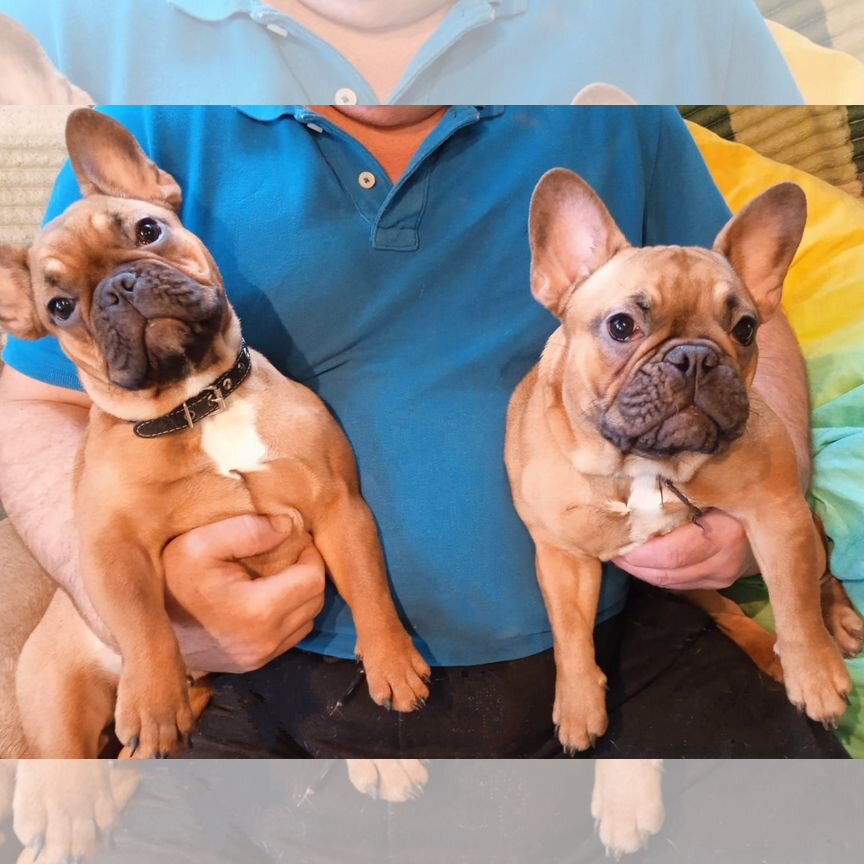 Французский бульдог, щенок