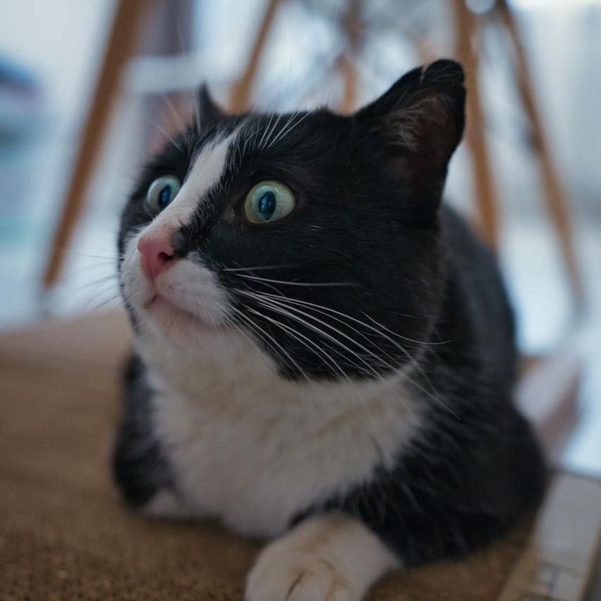 Котик Мем ищет дом