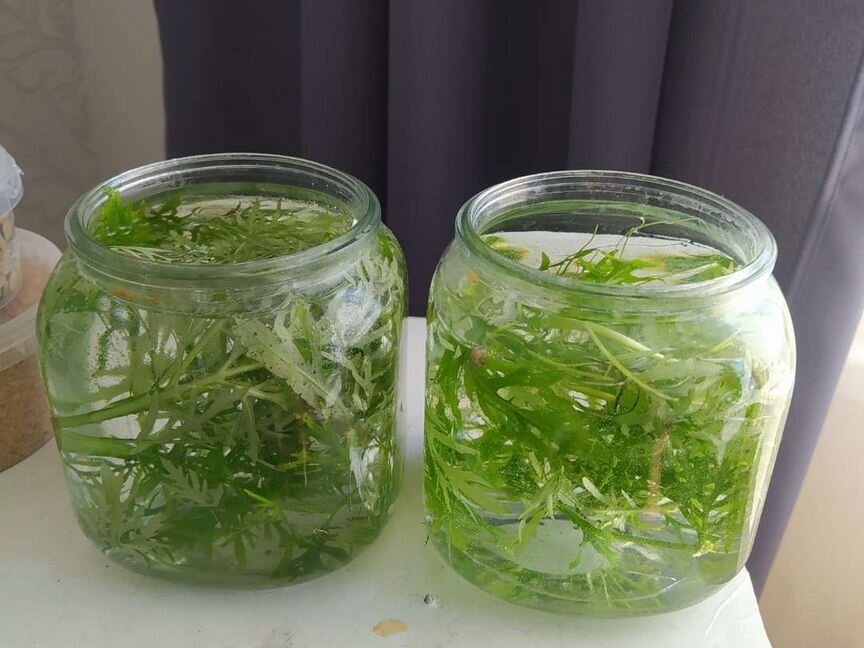 Отдам прополку роголистник, гигрофила, валлиснерия