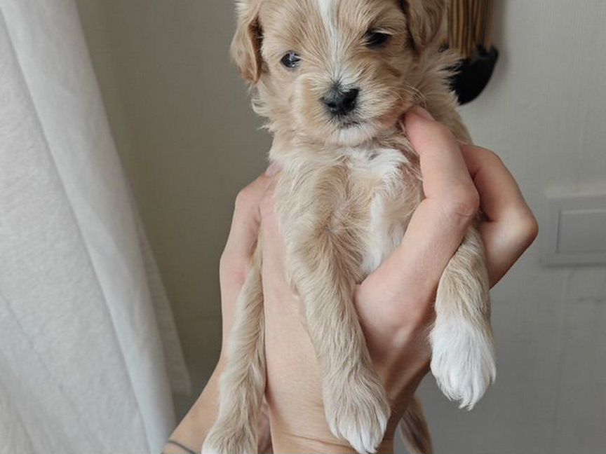 Мальтипу мальчик F1 мини baby face