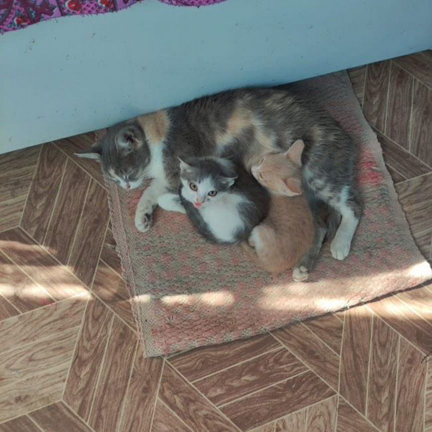 Котята в добрые руки мальчики