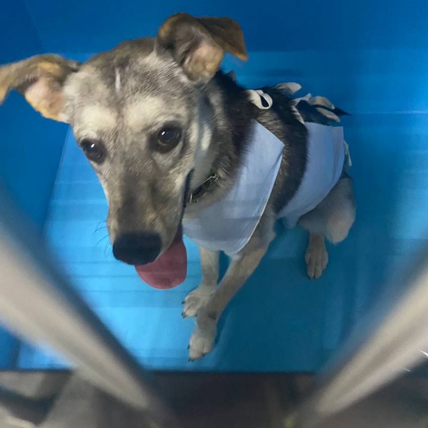 Собака из приюта ищет дом