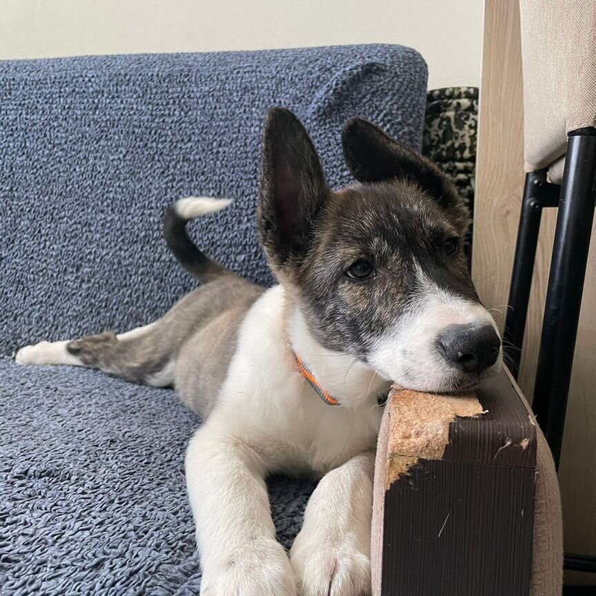 Щенок- мальчик в добрые руки