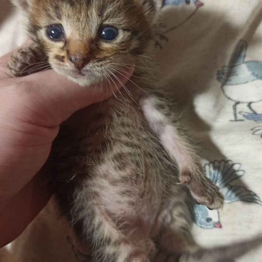 Мини-тигрик