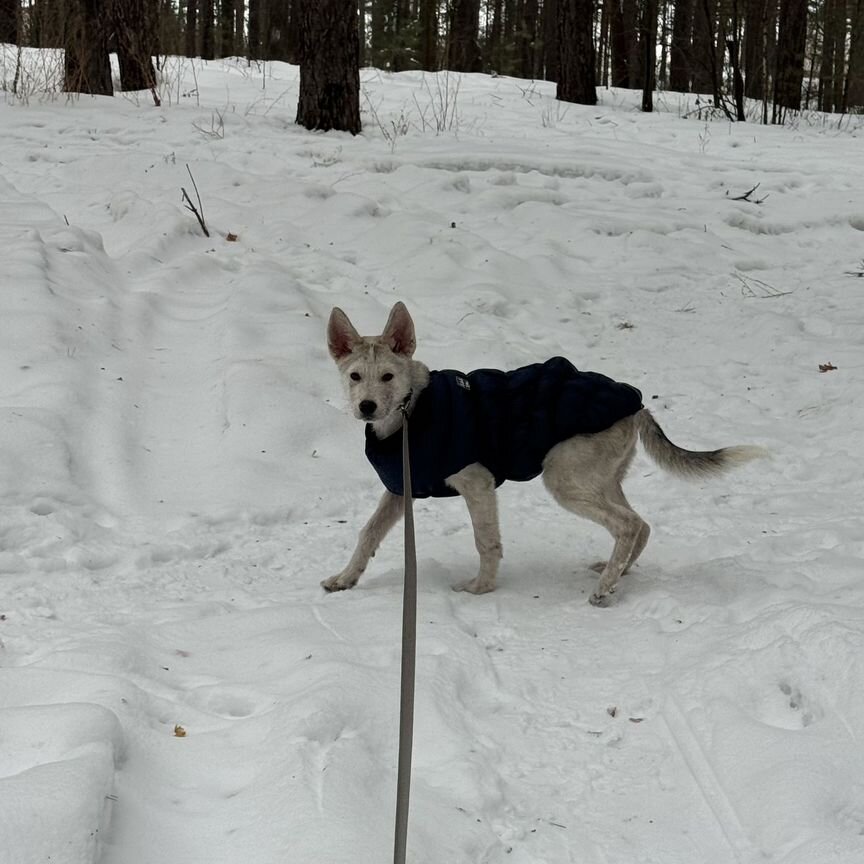 Собака ищет дом