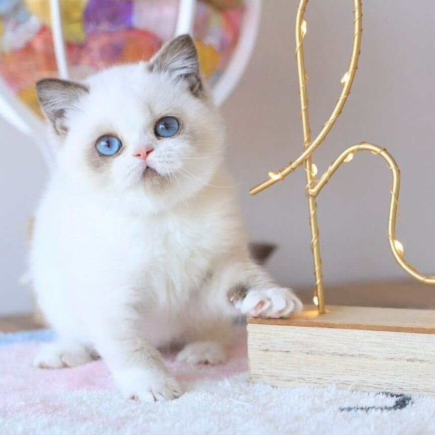 Британская девочка