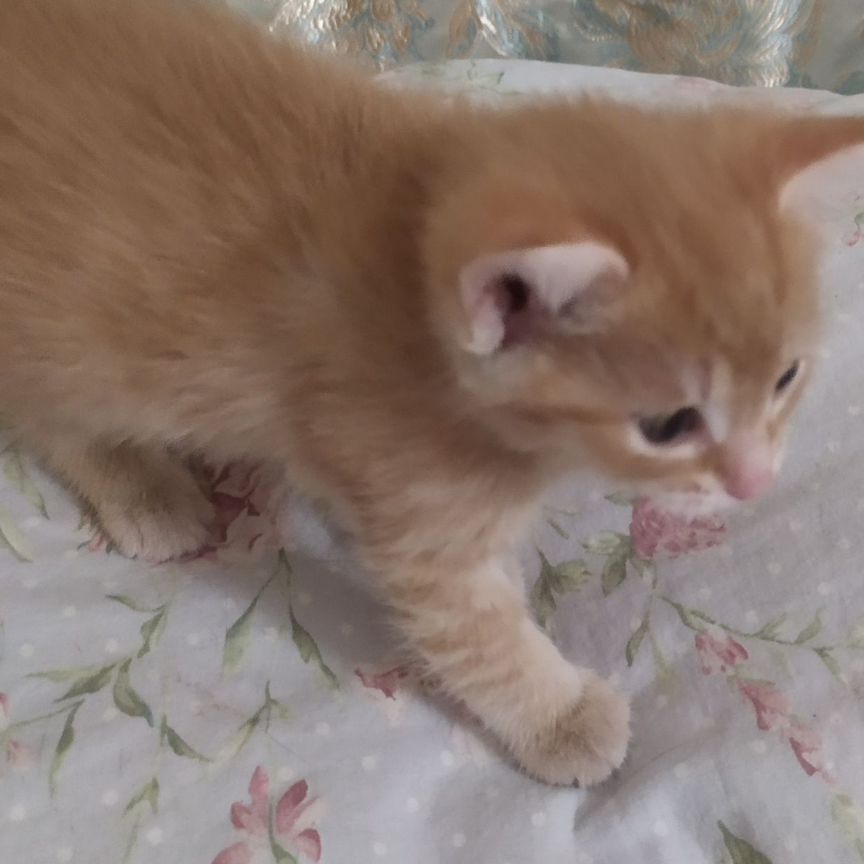 Котёнок от частного владельца