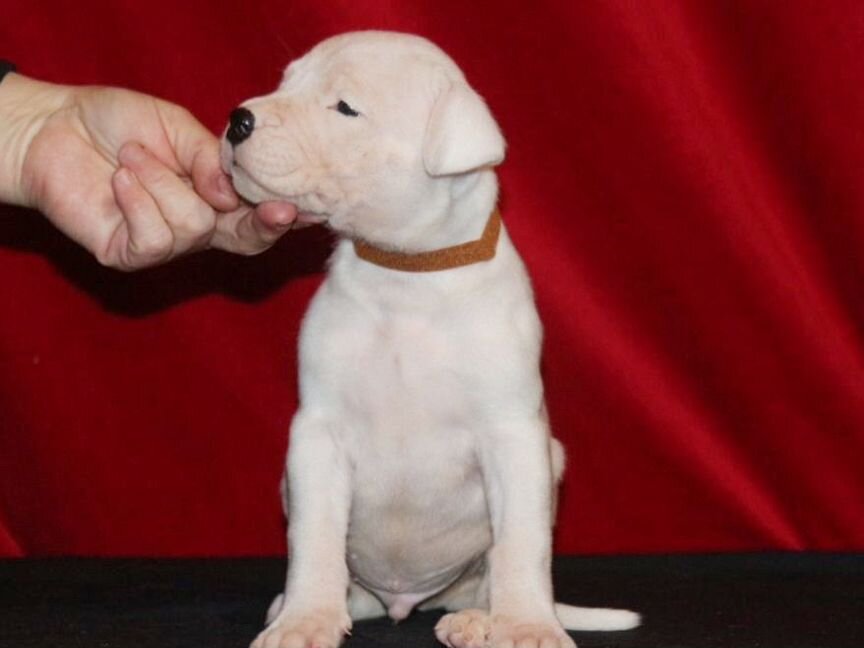 Аргентинский дог мальчик в любимцы