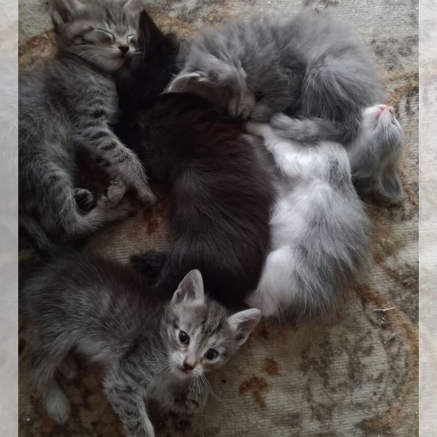 Котёнок в добрые руки