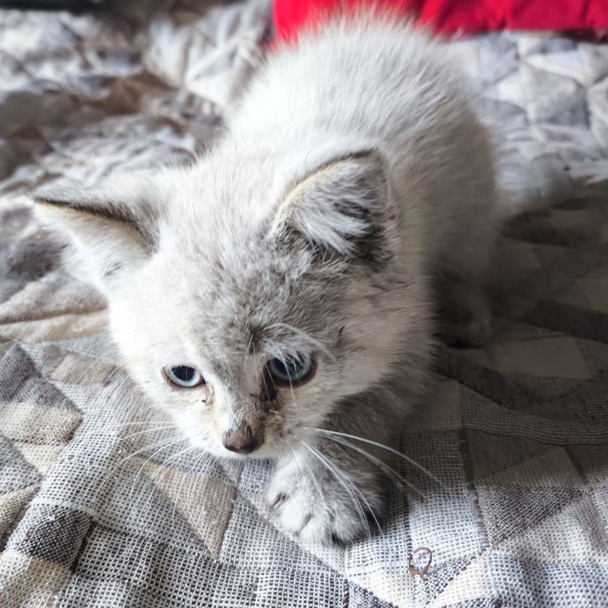 Котёнок в добрые руки