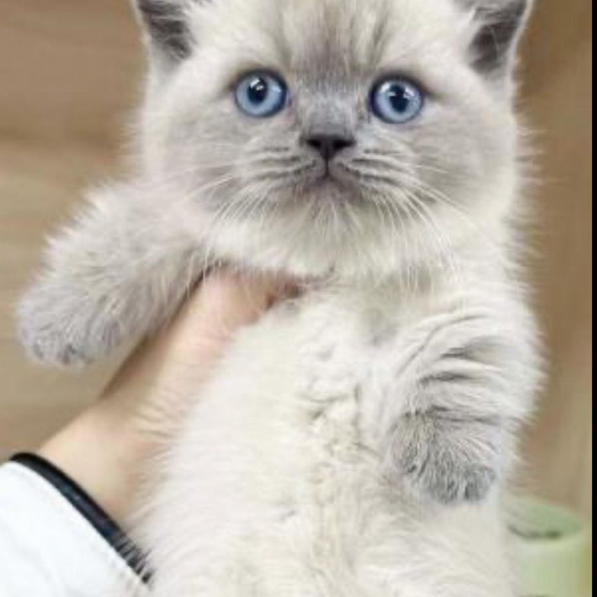 Шотландские котята