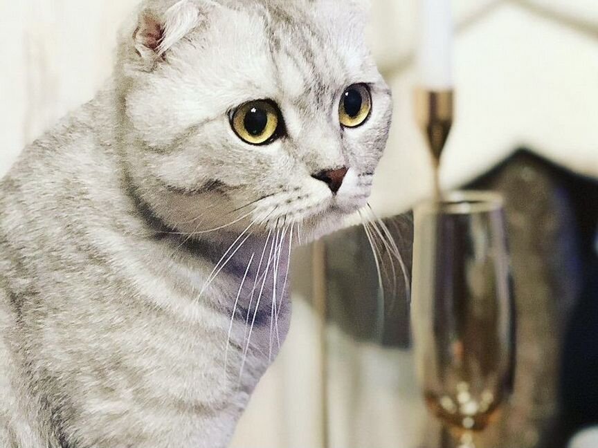 Отдам кота в очень хорошие и заботливые руки