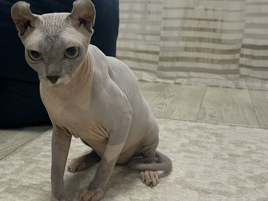 Сфинкс эльф девочка